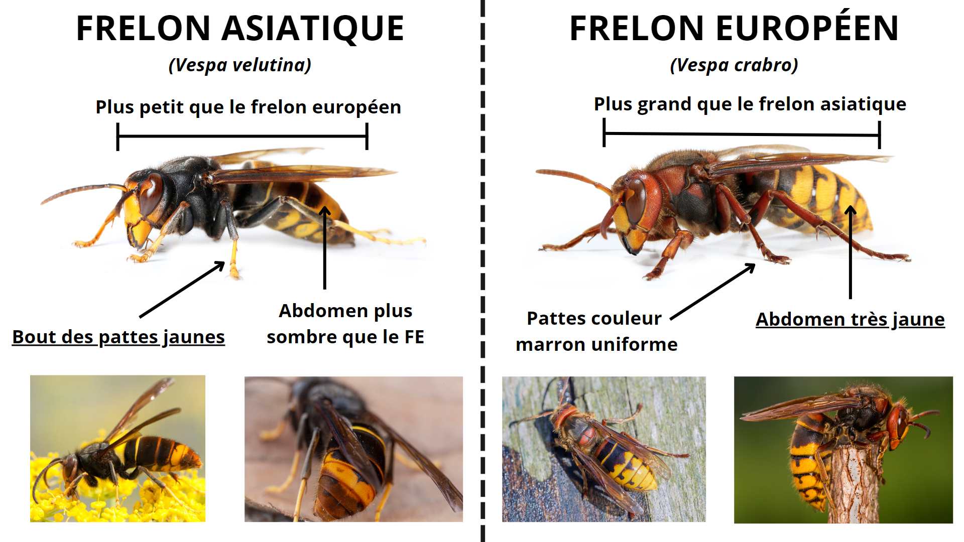 Le frelon asiatique - Syndicat apicole du Doubs